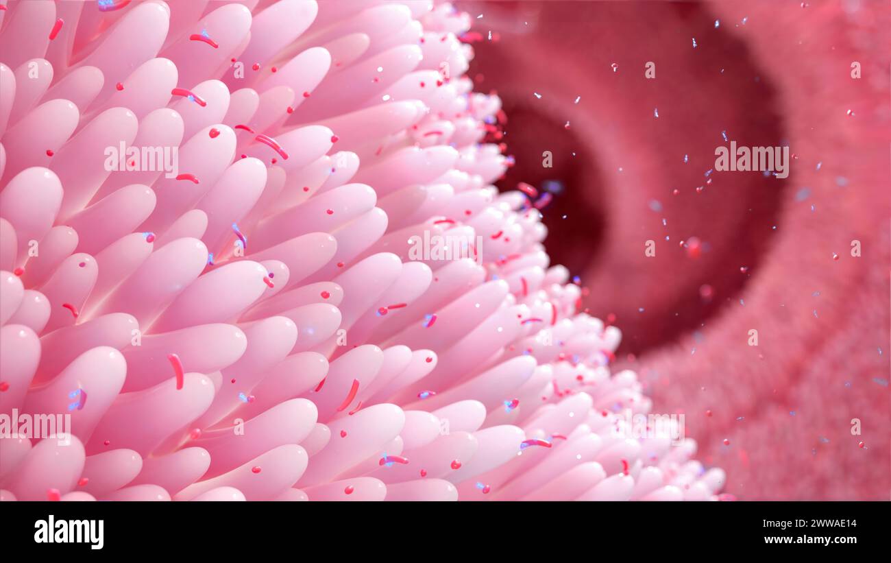 Virus digestive system hi-res stock photography and images - Alamy