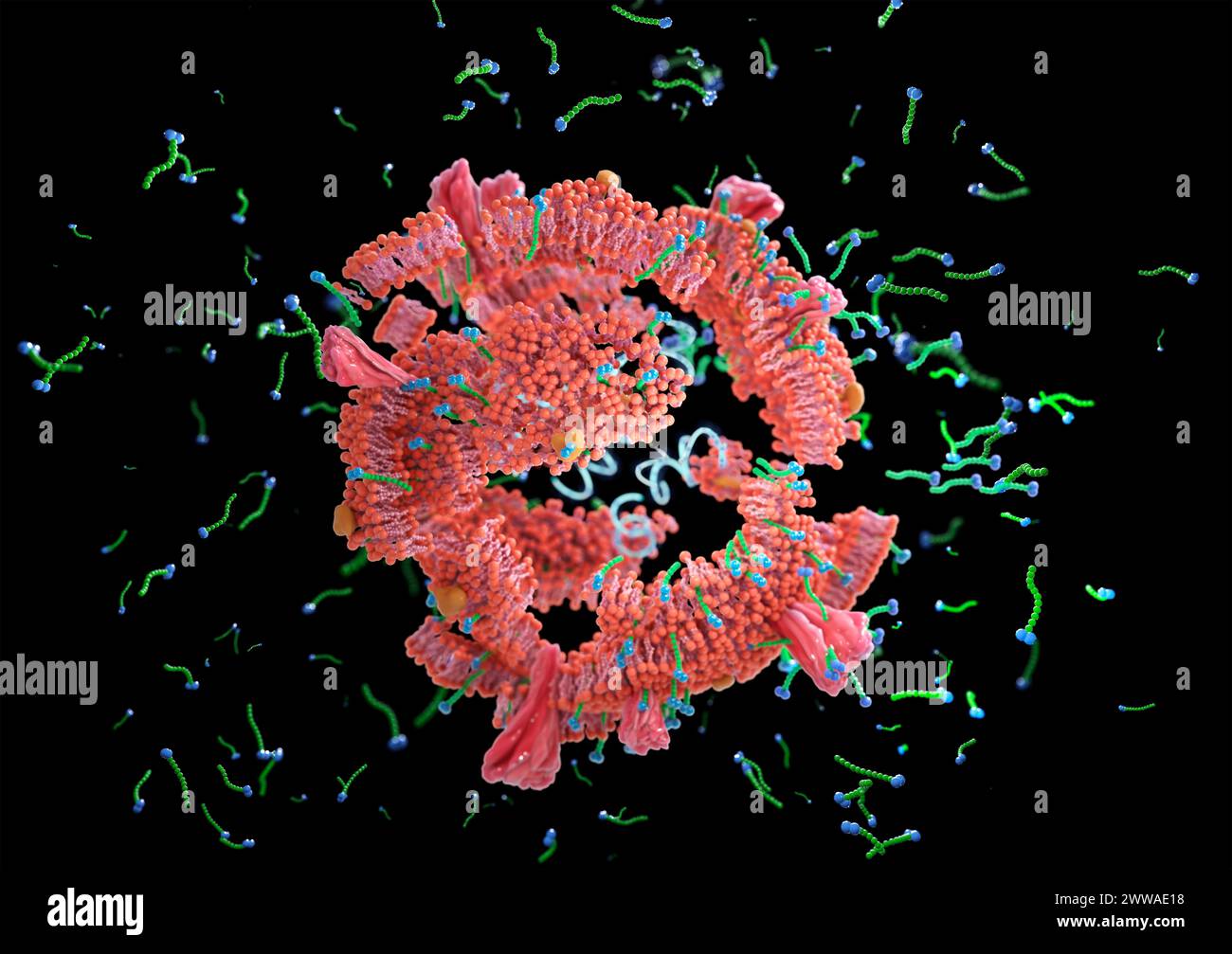 Soap molecules destroying coronavirus, conceptual illustration. Soap ...