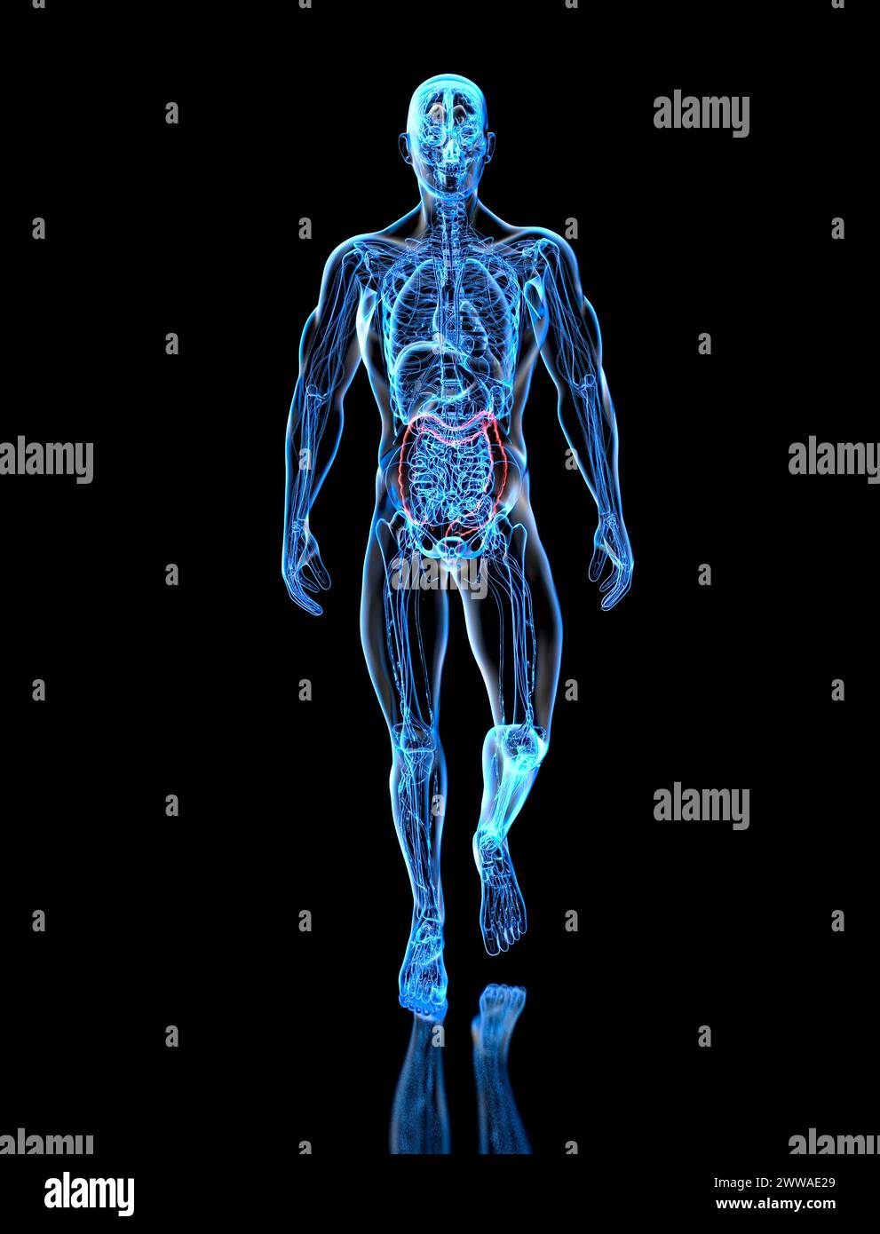 Large intestine, illustration Stock Photo - Alamy