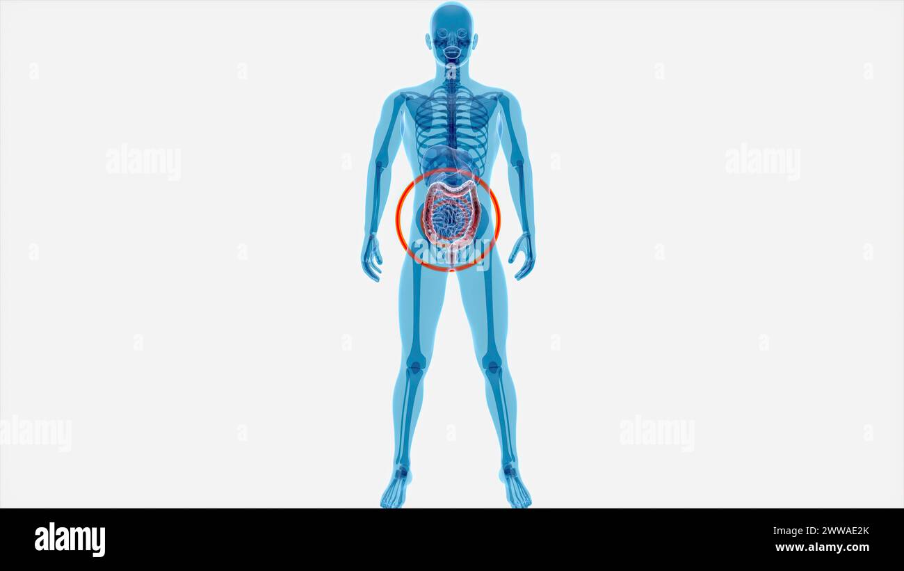 Large intestine, illustration Stock Photo - Alamy