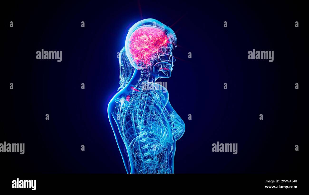 Female brain, illustration Stock Photo - Alamy