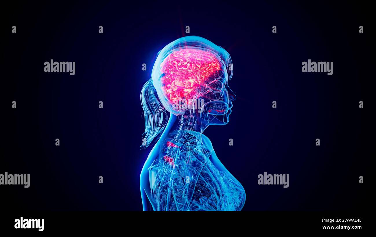 Female brain, illustration Stock Photo - Alamy