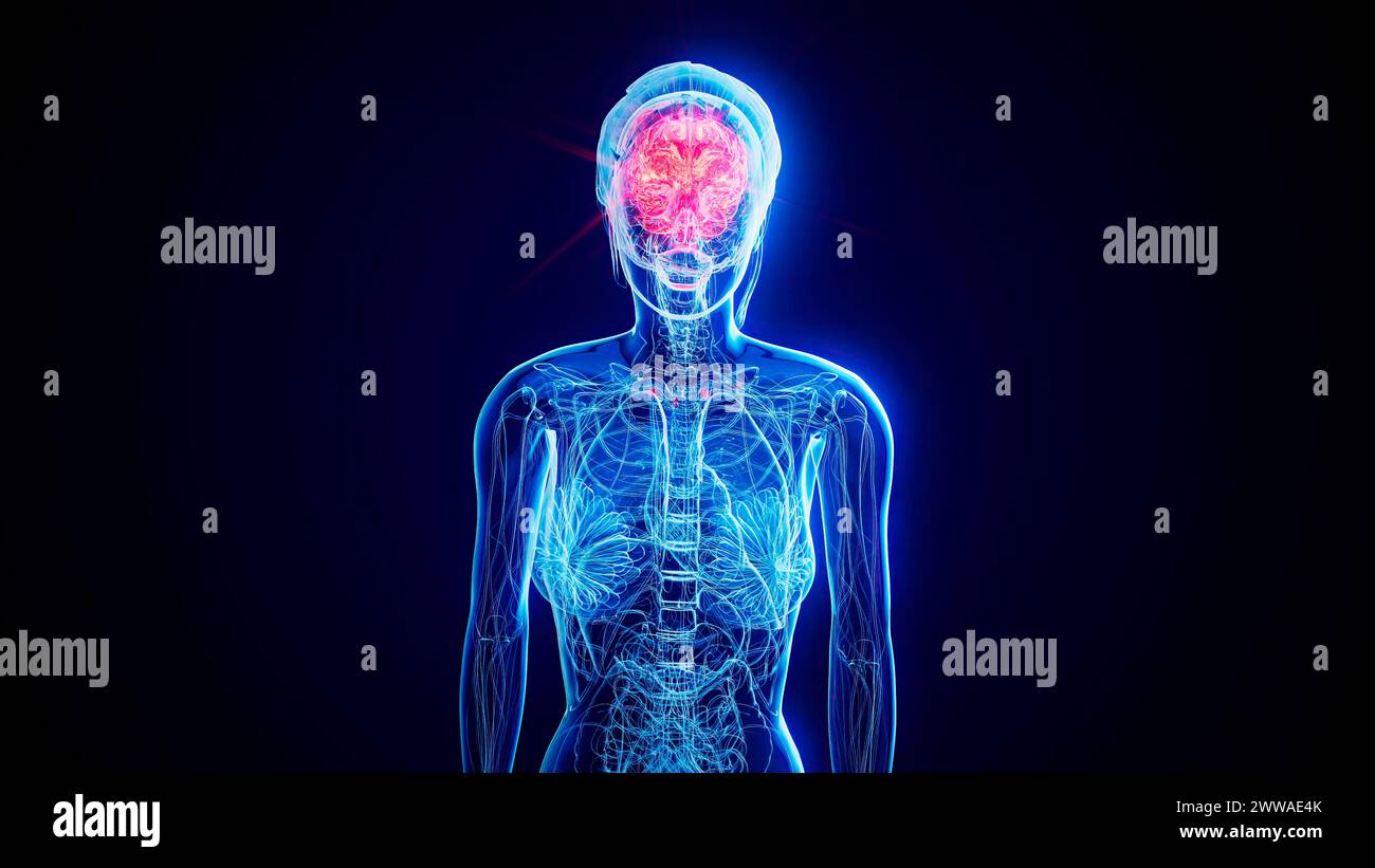 Female brain, illustration Stock Photo - Alamy