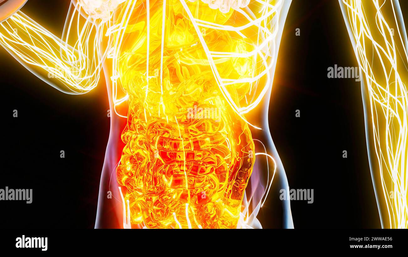 Female abdomen, illustration Stock Photo - Alamy