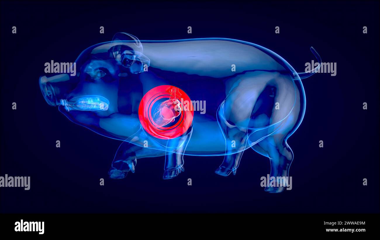 Pig heart, illustration Stock Photo - Alamy