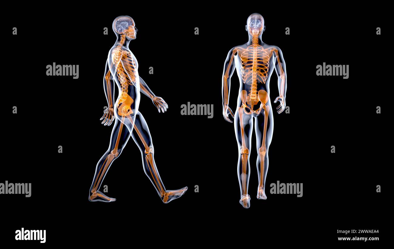 Human skeleton walking side view hi-res stock photography and images ...