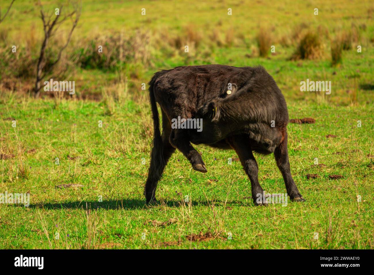 A playful black calf scratching an itch in a lush green pasture Stock ...