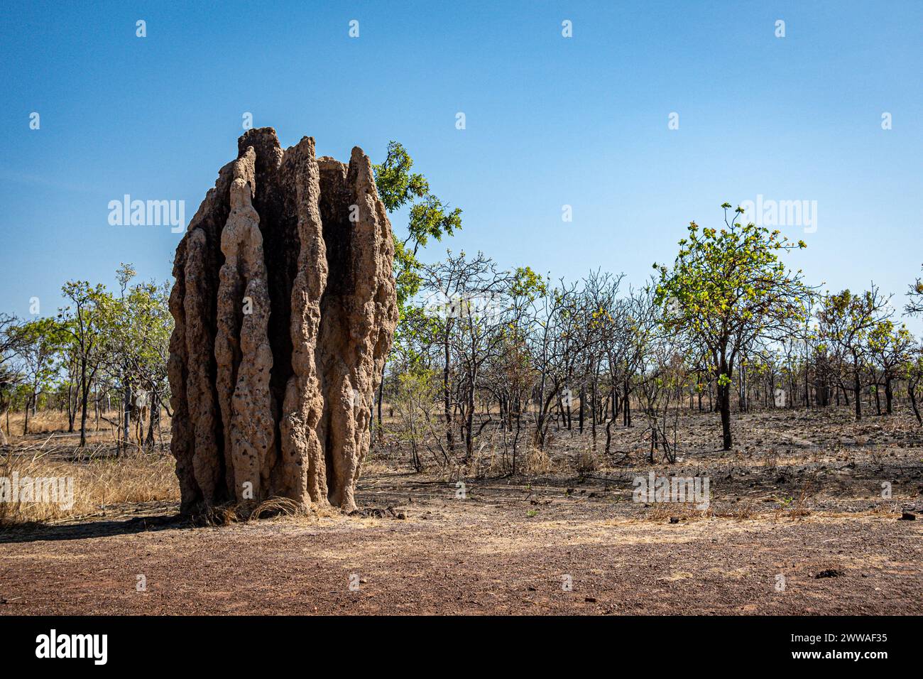 A towering termite mound stands prominently in the dry savanna ...