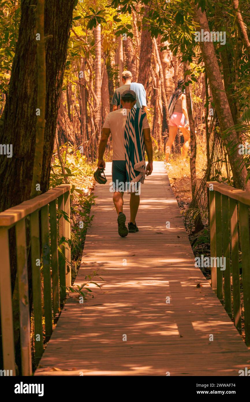 A tranquil boardwalk nestled amidst lush tropical foliage, inviting a ...