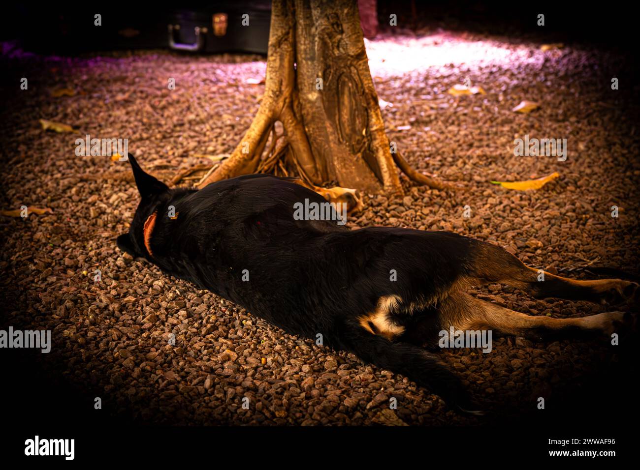 Nap under the tree hi-res stock photography and images - Alamy