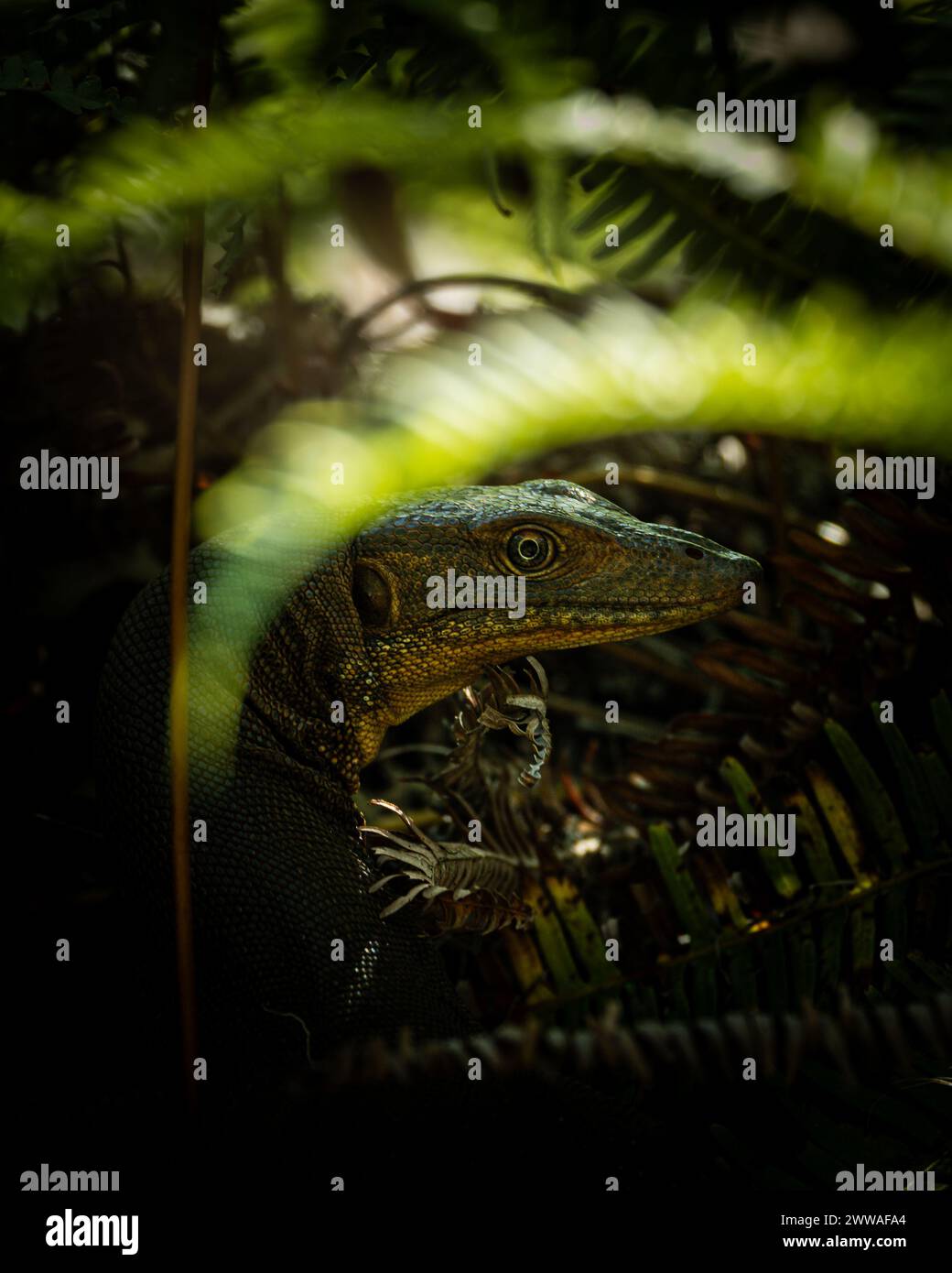 An elusive monitor lizard peers through the dense jungle underbrush, a ...