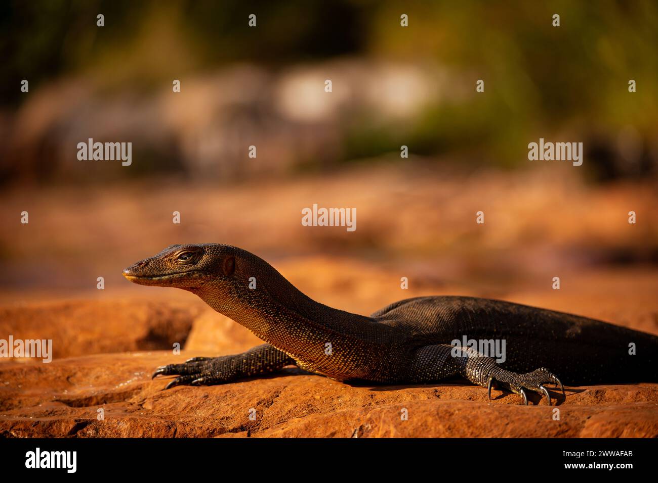 A contemplative monitor lizard rests on warm rock, gazing into the ...