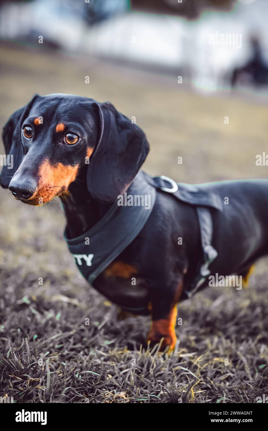 Security vest hi-res stock photography and images - Alamy