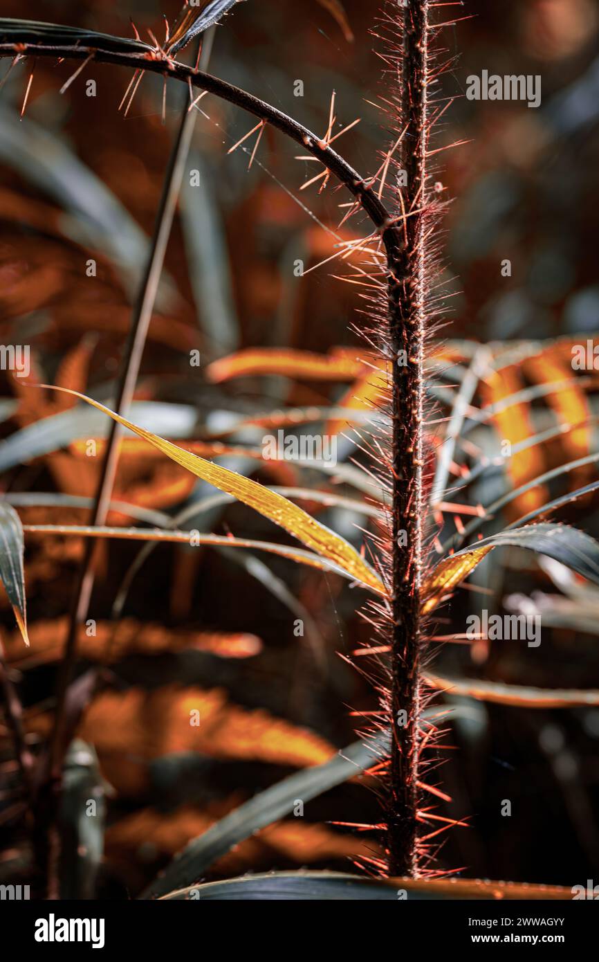 Close-up of a spiky stem amidst fiery-toned foliage, glowing in soft ...