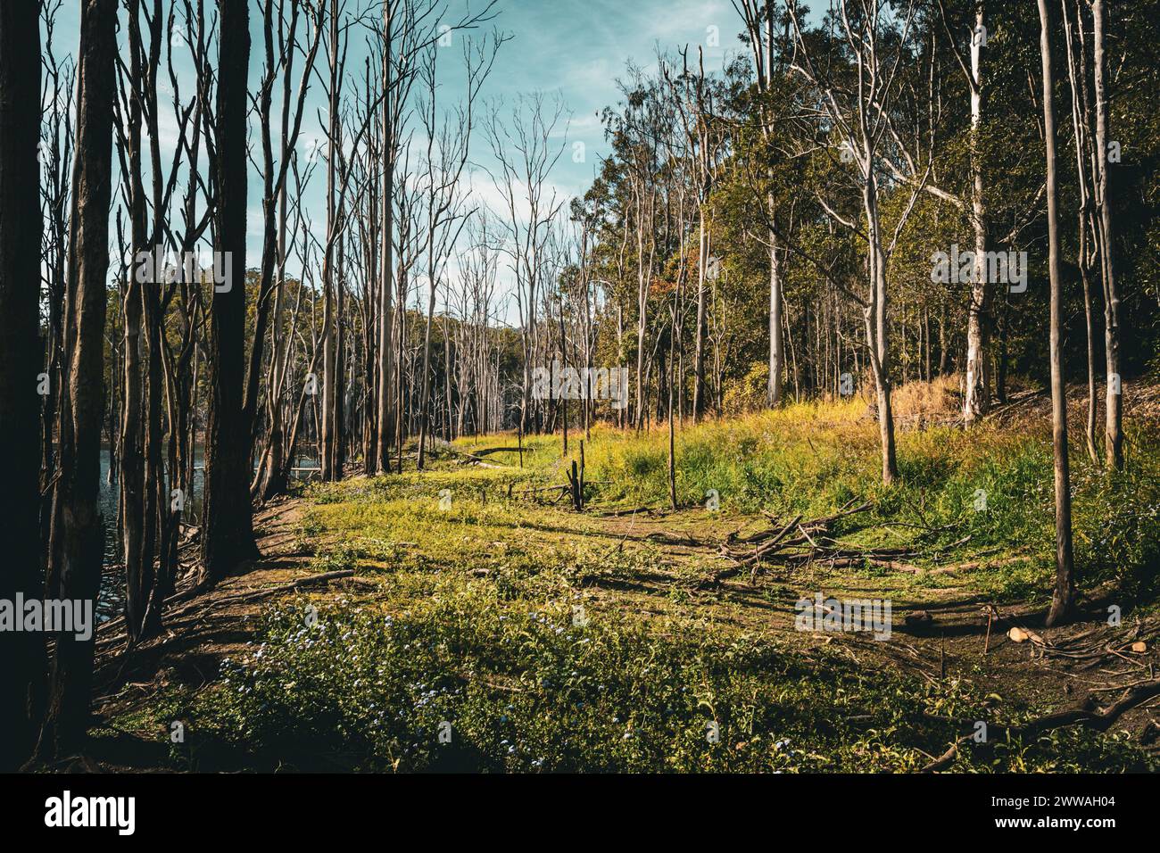 Sun filters through a clearing in a forest, illuminating the green ...