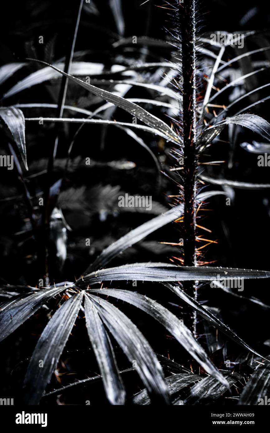 A close-up of spiny plant leaves casting shadows, showcasing nature's ...