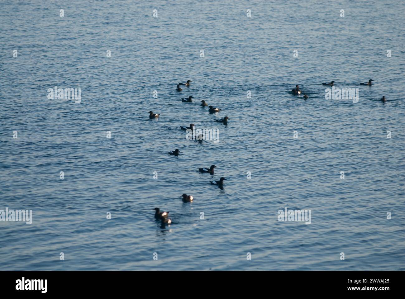 pigeon guillemot Cepphus columba flock swim and dive for fish in an ...