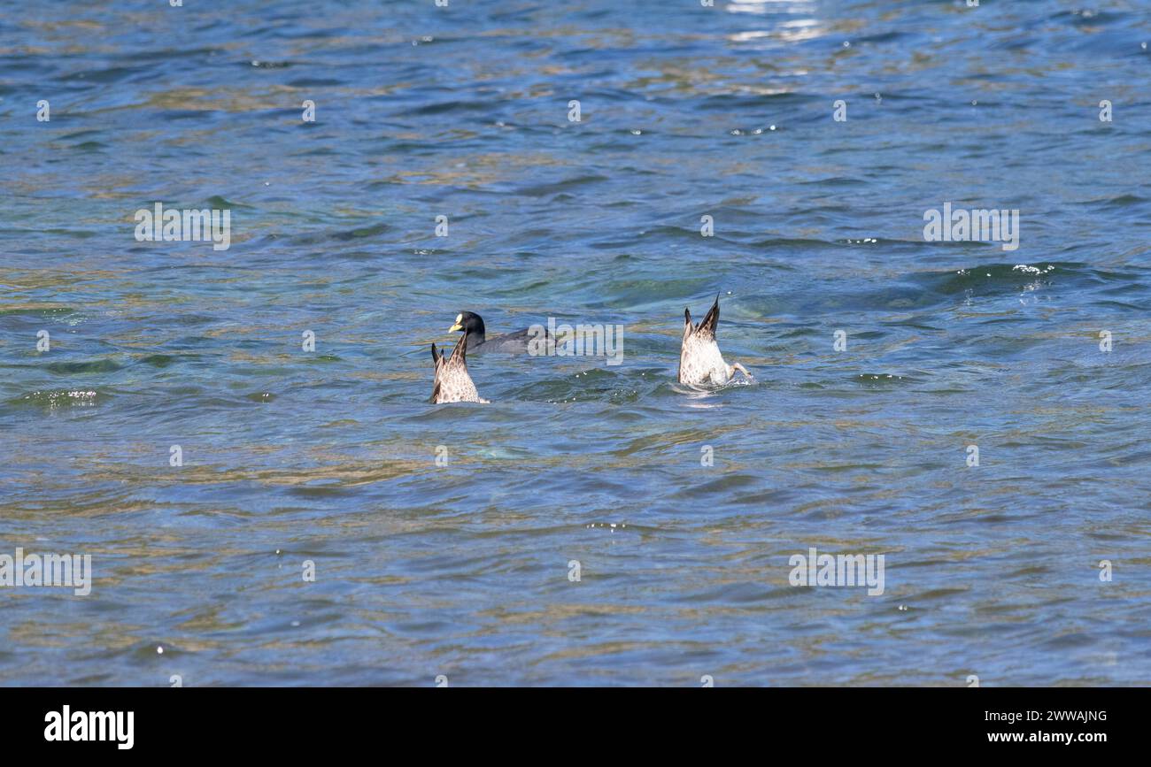 Two birds adventurously diving and hunt fishing in water Stock Photo ...