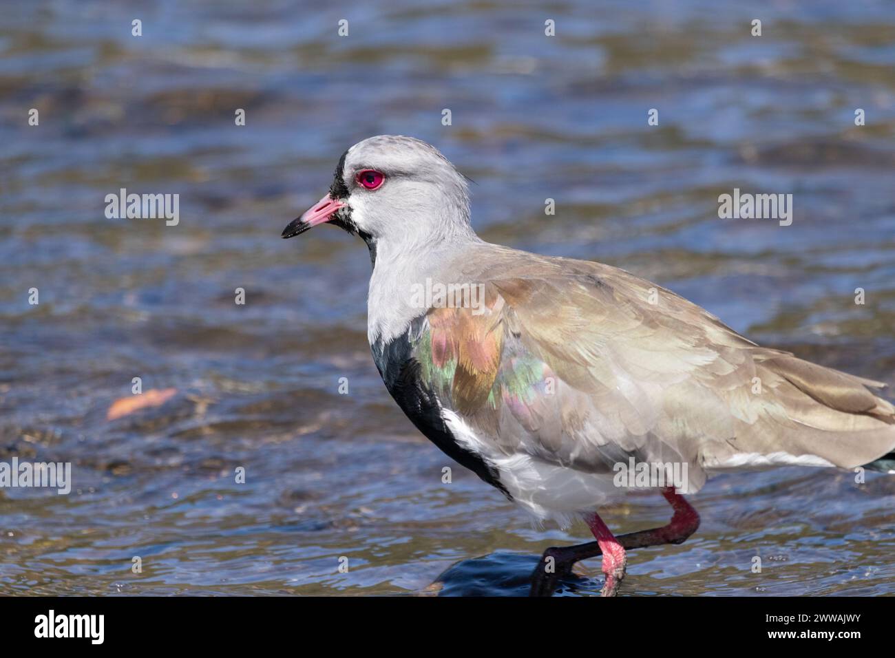 Horizontal portrait of southern lapwing (Vanellus Chilensis) walking ...