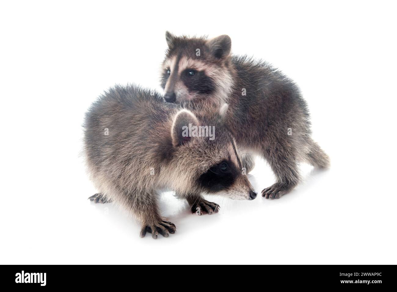 Young raccoons hi-res stock photography and images - Alamy