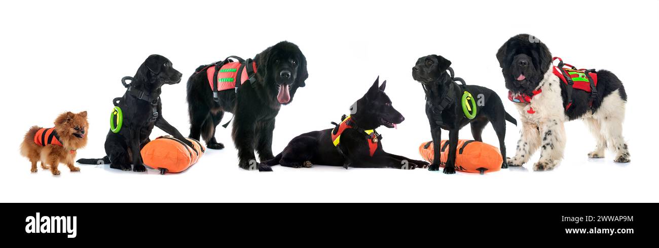 rescue brave dogs in front of white background Stock Photo - Alamy