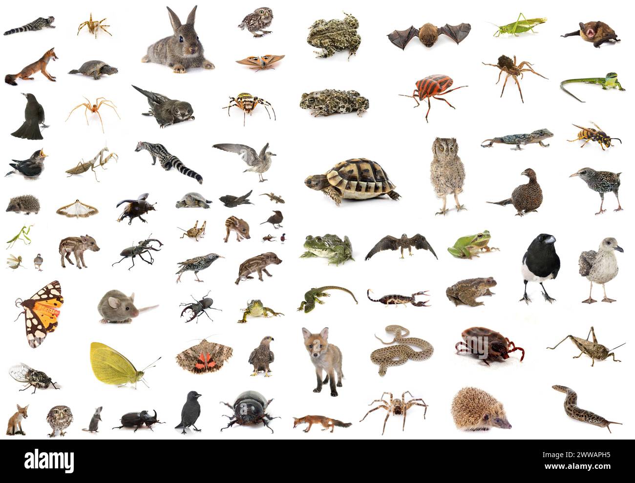 european wildlife in front of white background Stock Photo - Alamy