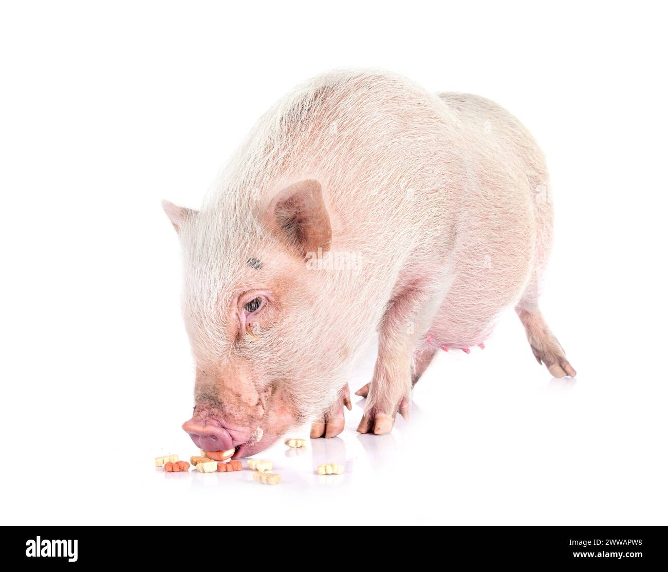 pink miniature pig in front of white background Stock Photo - Alamy