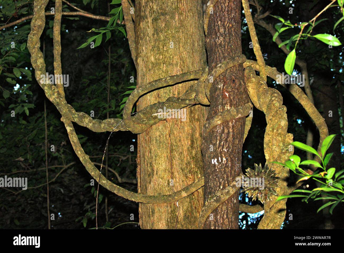 A tree and a fruited liana vine in Tangkoko Nature Reserve, North ...