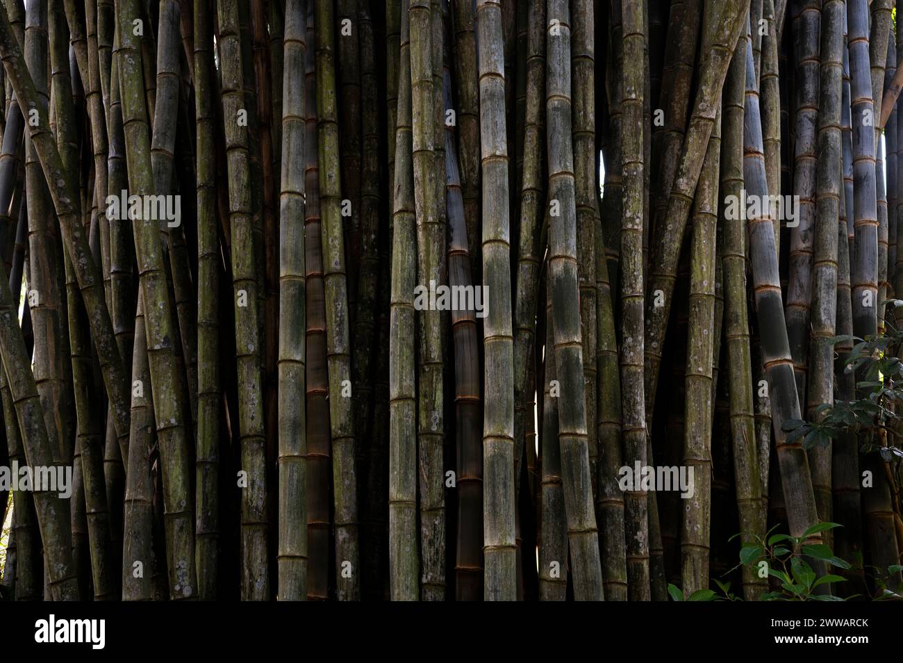 Giant Bamboo stalks grow in a tropical jungle Stock Photo - Alamy