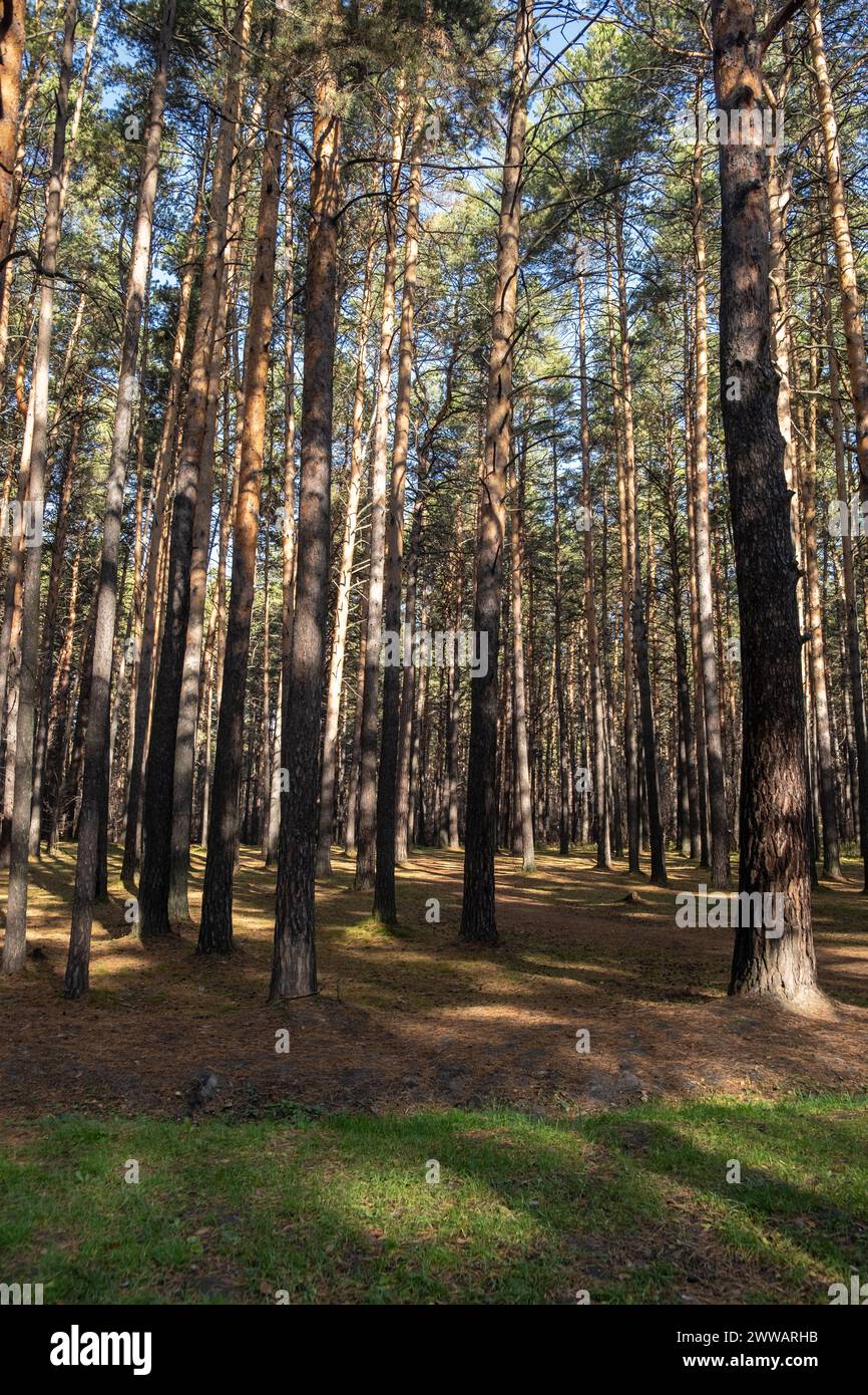 Forest background of pine trees. Spruce forest. Many vertical tree ...