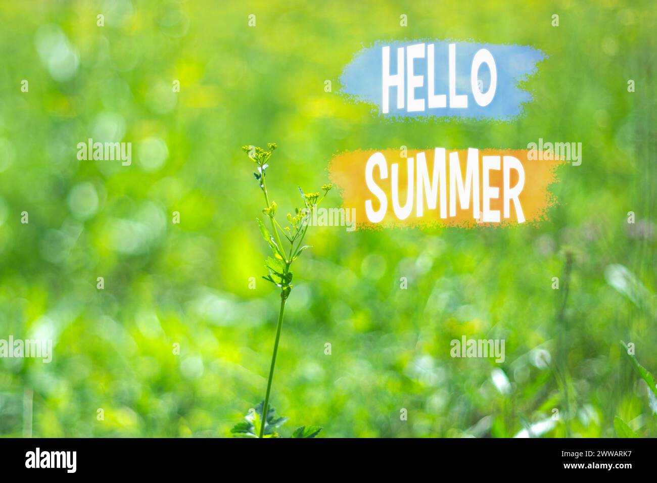 Hello Summer, A Vibrant Summertime Greeting Amidst Lush Green Foliage ...