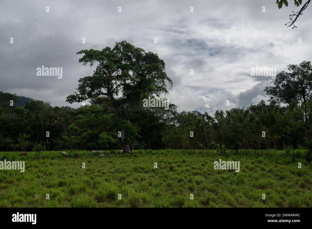 A lush green field lies in a tropical jungle Stock Photo - Alamy