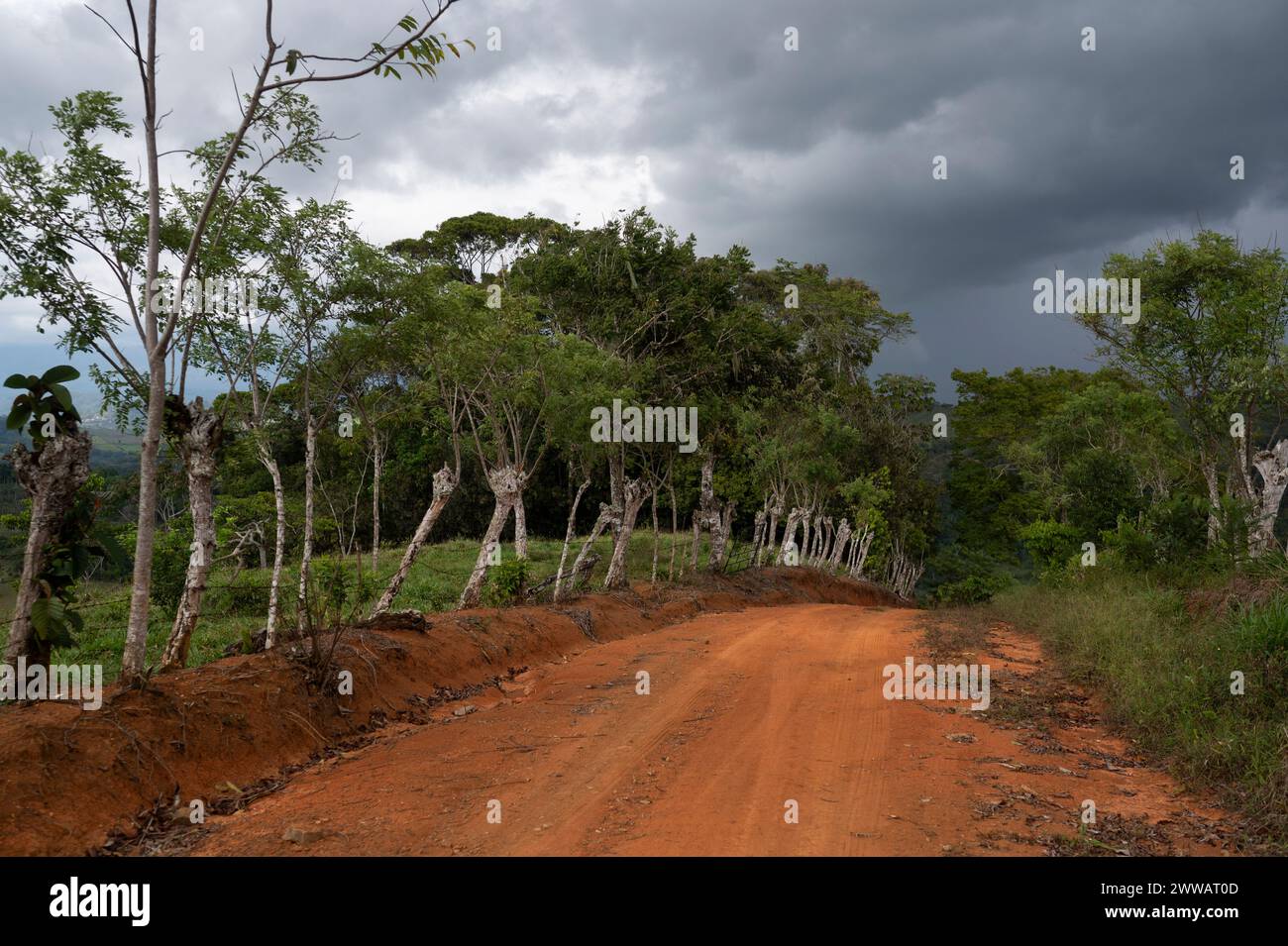 A tree-lined bumpy dirt road winds through a tropical jungle Stock Photo - Alamy
