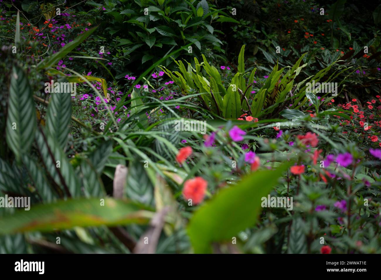 Tropical plants and flowers flourish in a rich, green garden Stock ...