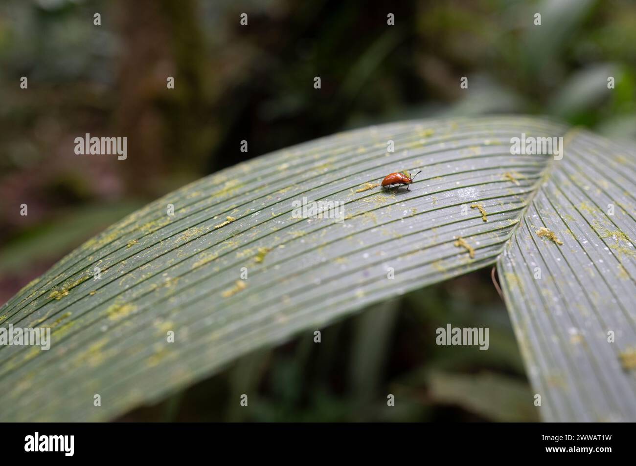 A small insect, bathed in sunlight, walks across a tropical leaf Stock ...