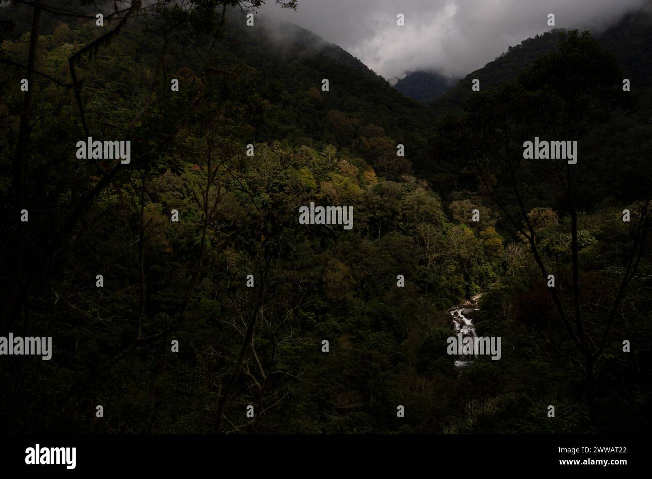 Jungle cloud hi-res stock photography and images - Alamy