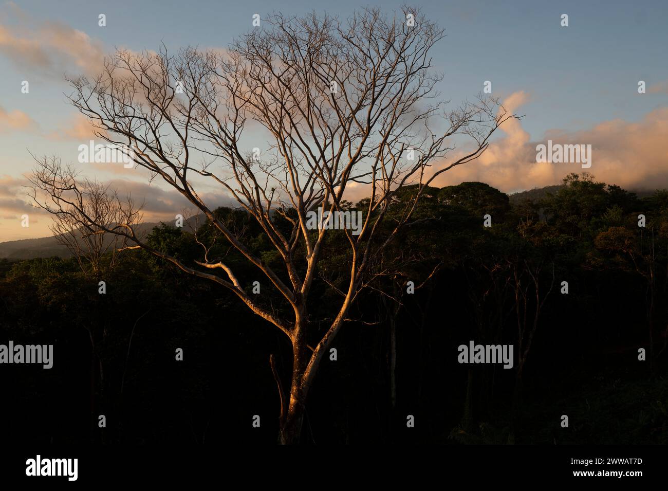 The branches of a large tropical tree are lit during sunset Stock Photo ...