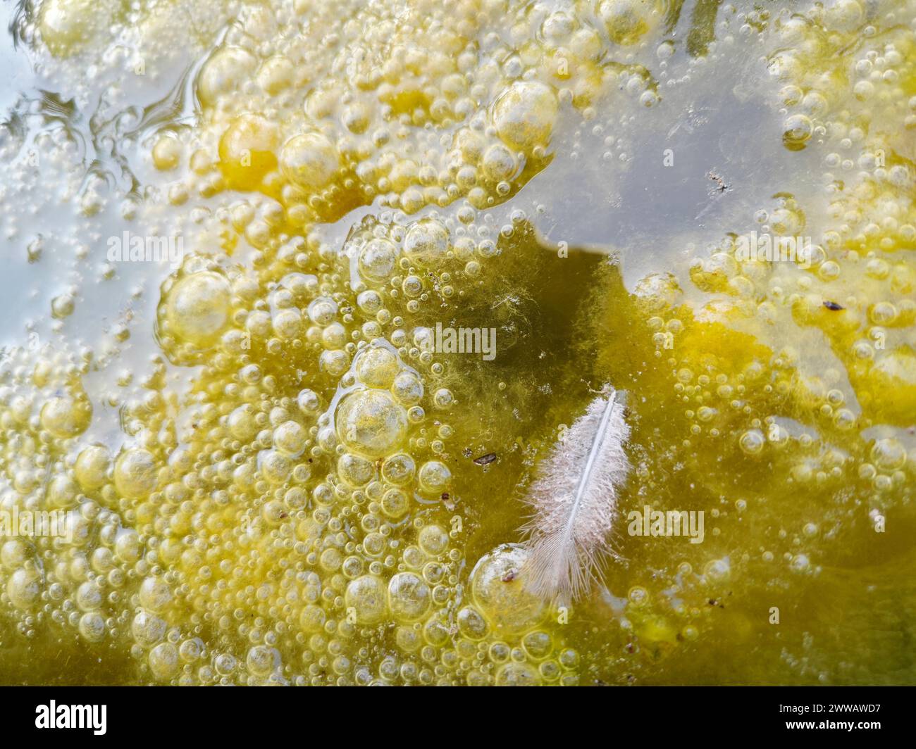 greenish algae sludge floating on the surface of the well Stock Photo ...