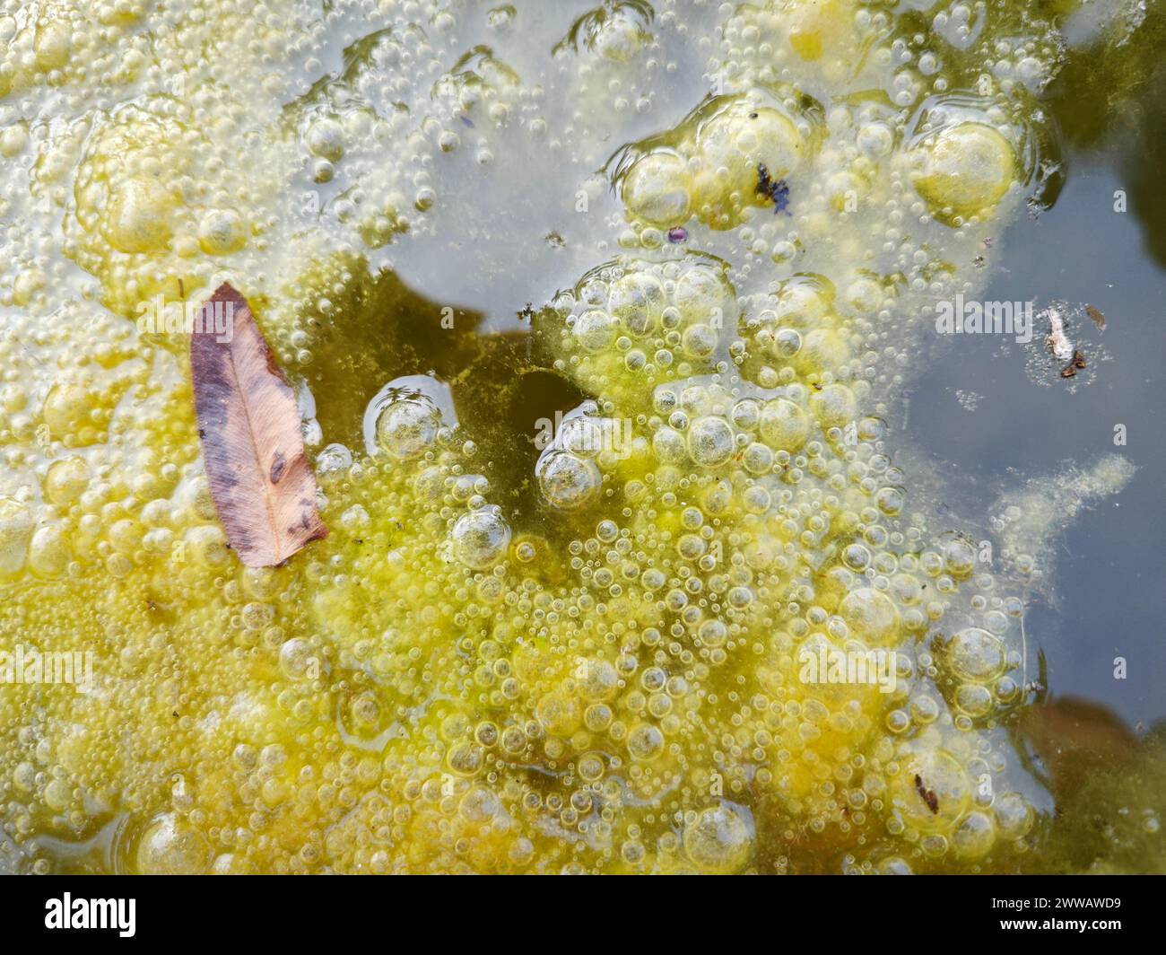 greenish algae sludge floating on the surface of the well Stock Photo ...