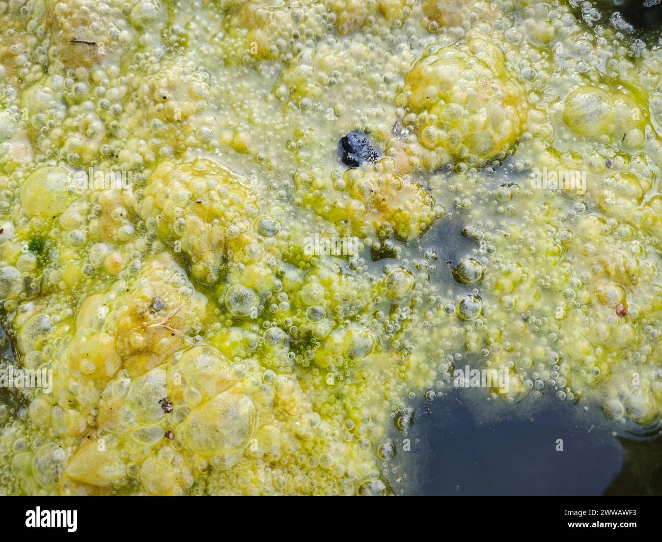 greenish algae sludge floating on the surface of the well Stock Photo ...