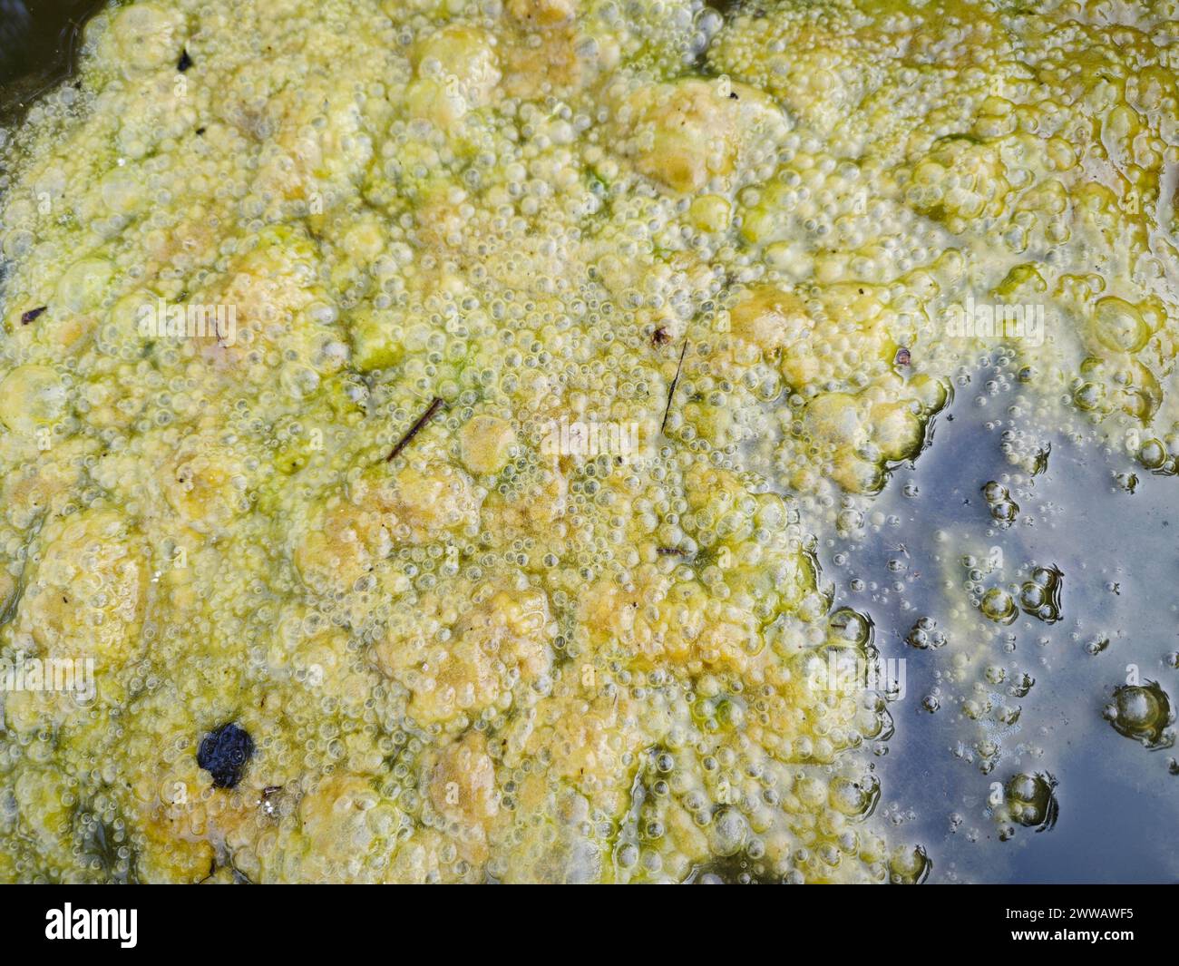 greenish algae sludge floating on the surface of the well Stock Photo ...