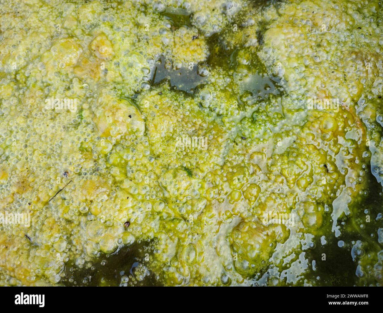 greenish algae sludge floating on the surface of the well Stock Photo ...