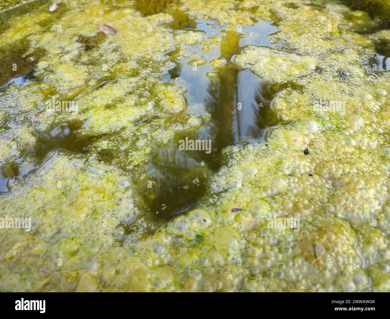 greenish algae sludge floating on the surface of the well Stock Photo ...