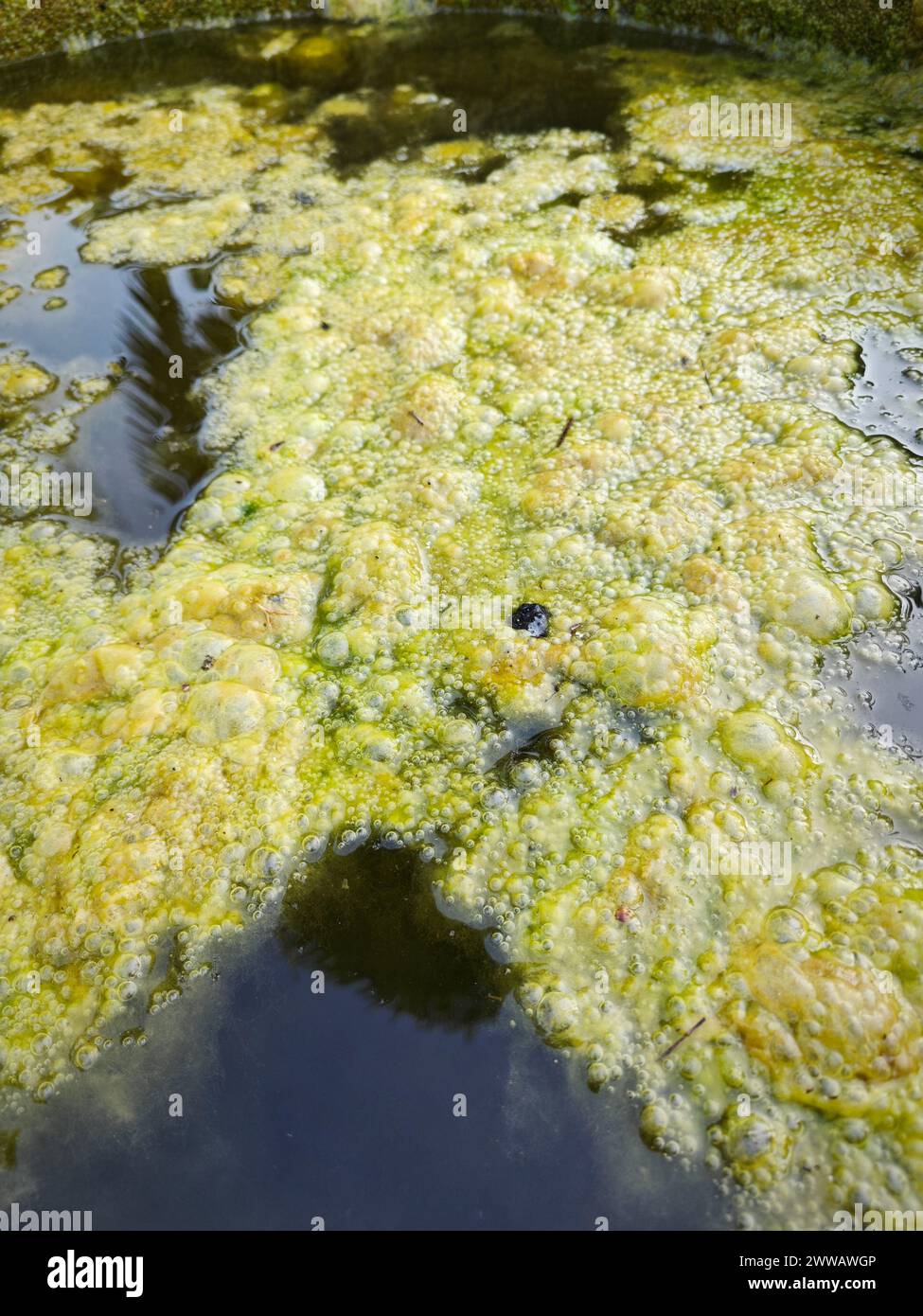 greenish algae sludge floating on the surface of the well Stock Photo ...