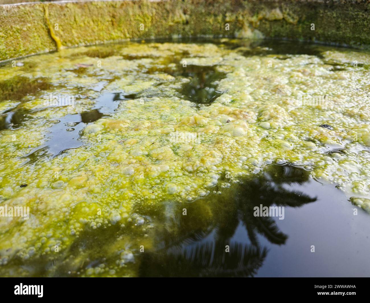 greenish algae sludge floating on the surface of the well Stock Photo ...