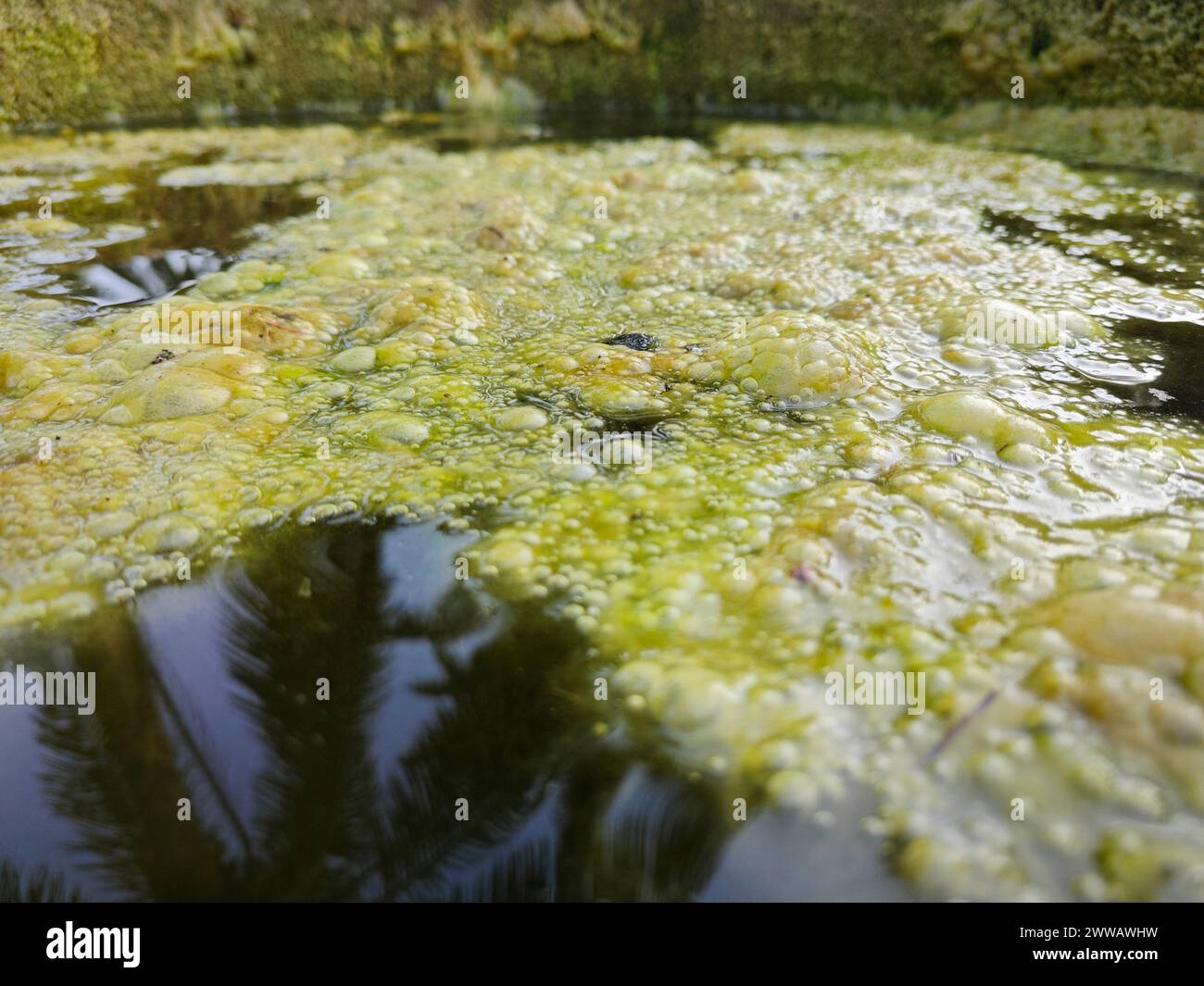 greenish algae sludge floating on the surface of the well Stock Photo ...