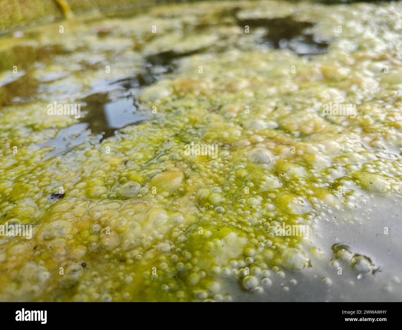 greenish algae sludge floating on the surface of the well Stock Photo ...