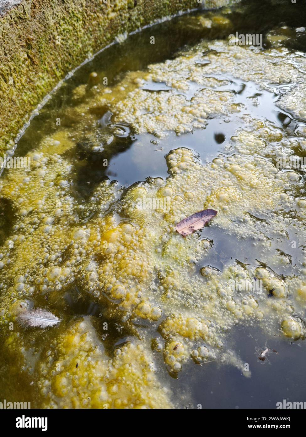greenish algae sludge floating on the surface of the well Stock Photo ...