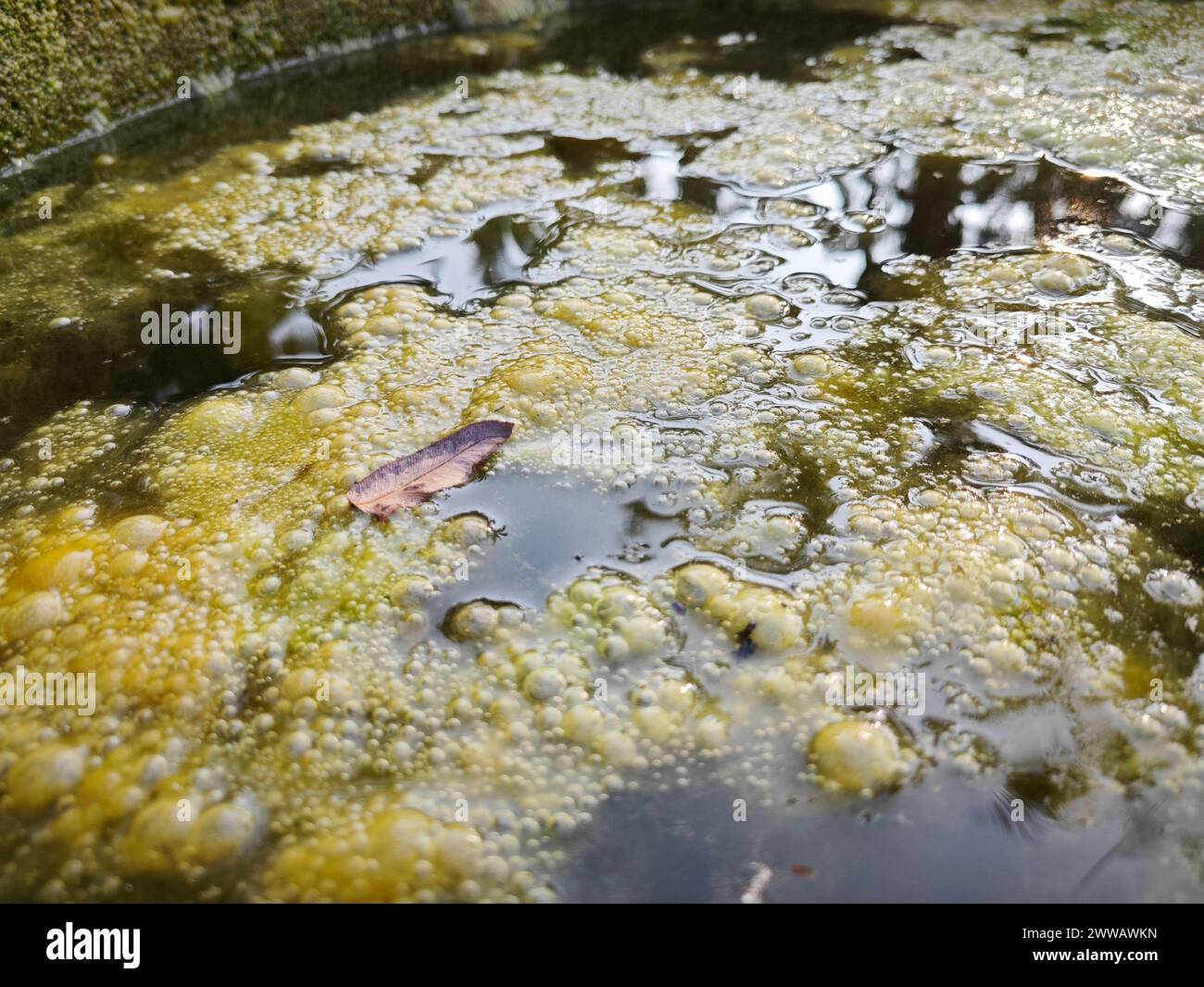 greenish algae sludge floating on the surface of the well Stock Photo ...