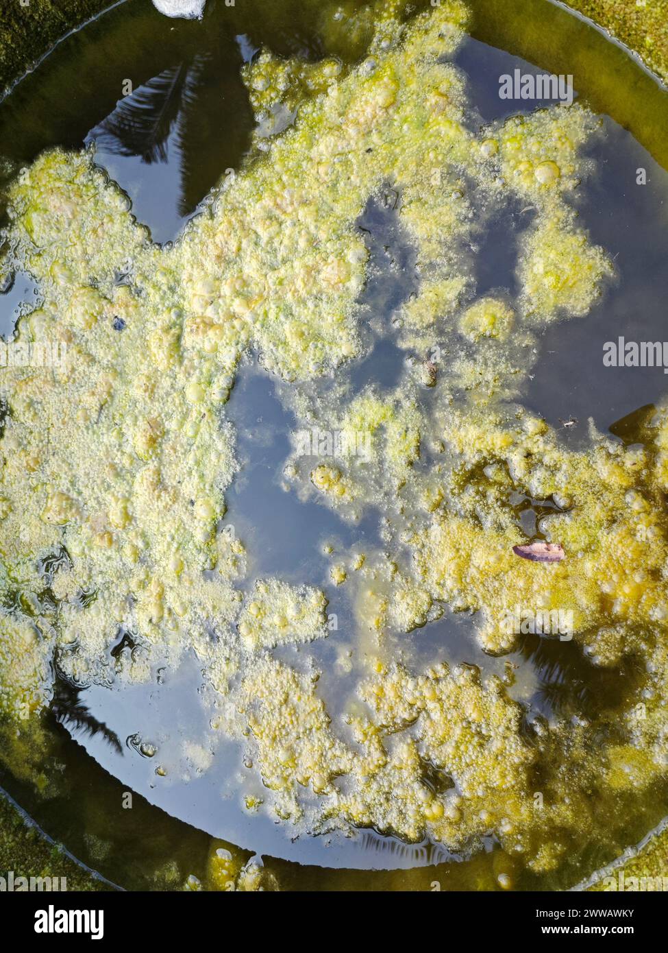 greenish algae sludge floating on the surface of the well Stock Photo ...